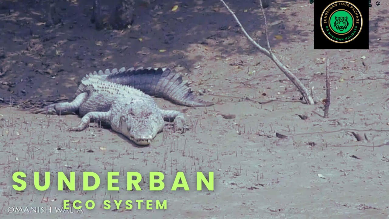 Sundarban Tour Package Cost- Book Now ₹3200 From Canning