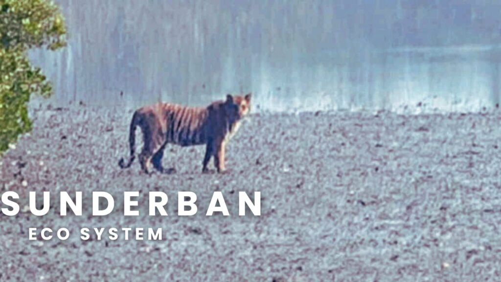 Sundarban Tour Package - Trip To Sundarbans- Call 9831993904